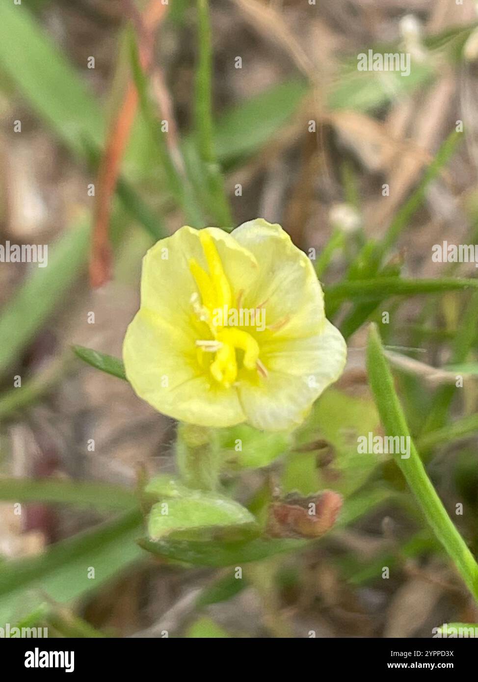 cutleaf evening primrose (Oenothera laciniata Stock Photo - Alamy