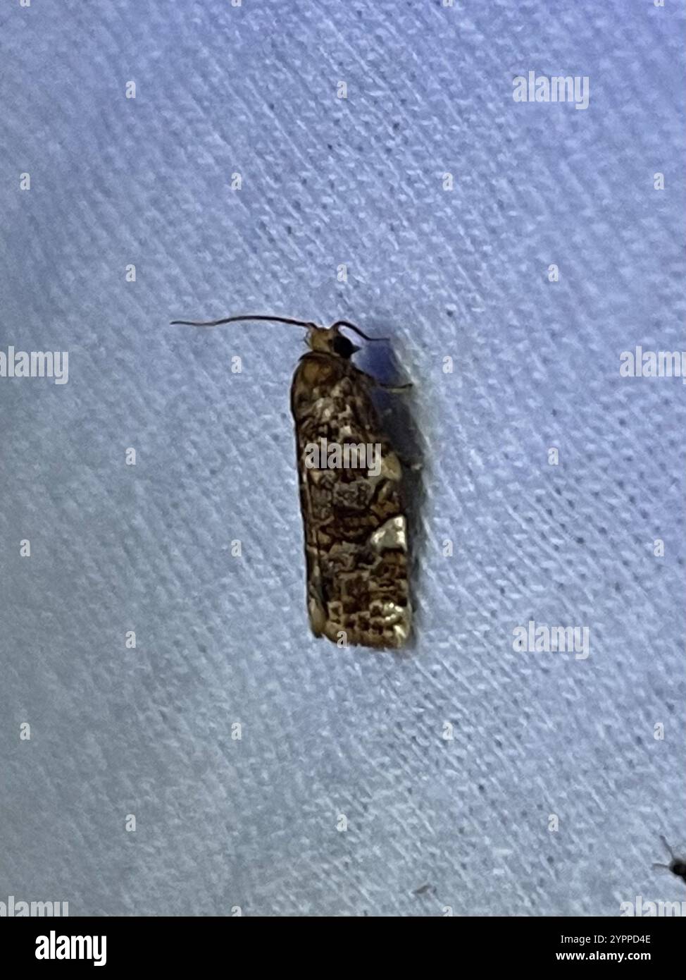 Fruit-tree Leafroller Moth (Archips argyrospila Stock Photo - Alamy