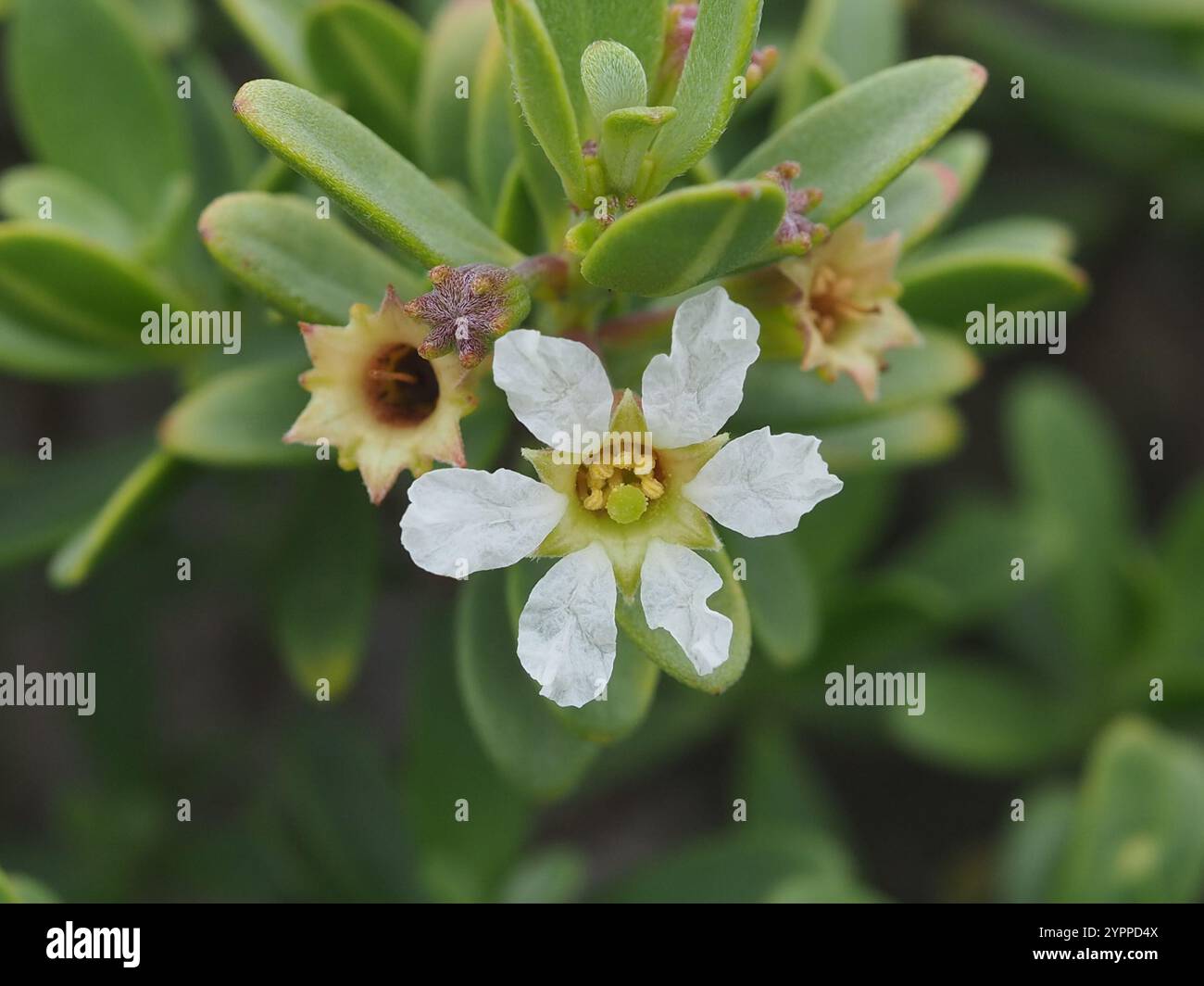 Pemphis acidula hi-res stock photography and images - Alamy
