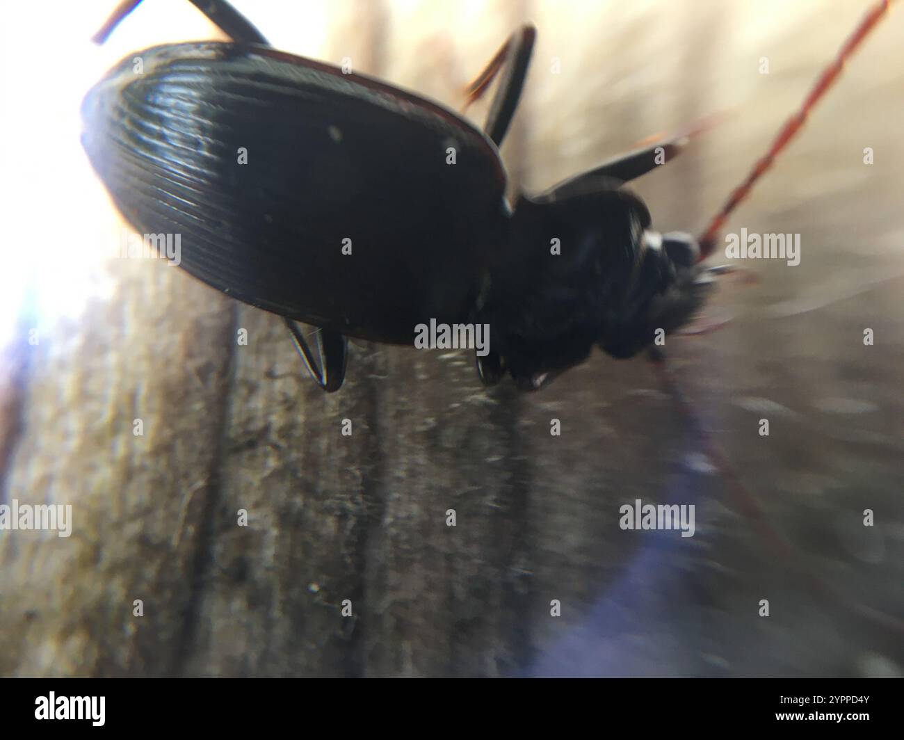 European Gazelle Beetle (Nebria brevicollis Stock Photo - Alamy