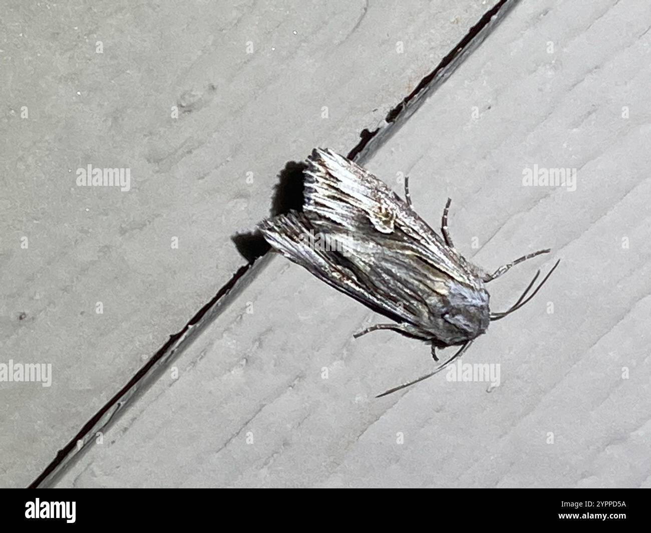 Gray Half-Spot (Nedra ramosula Stock Photo - Alamy