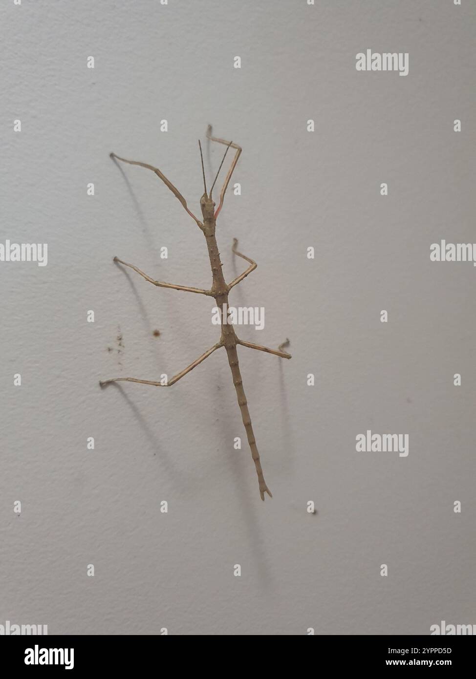 Stick Insects (Phasmida Stock Photo - Alamy
