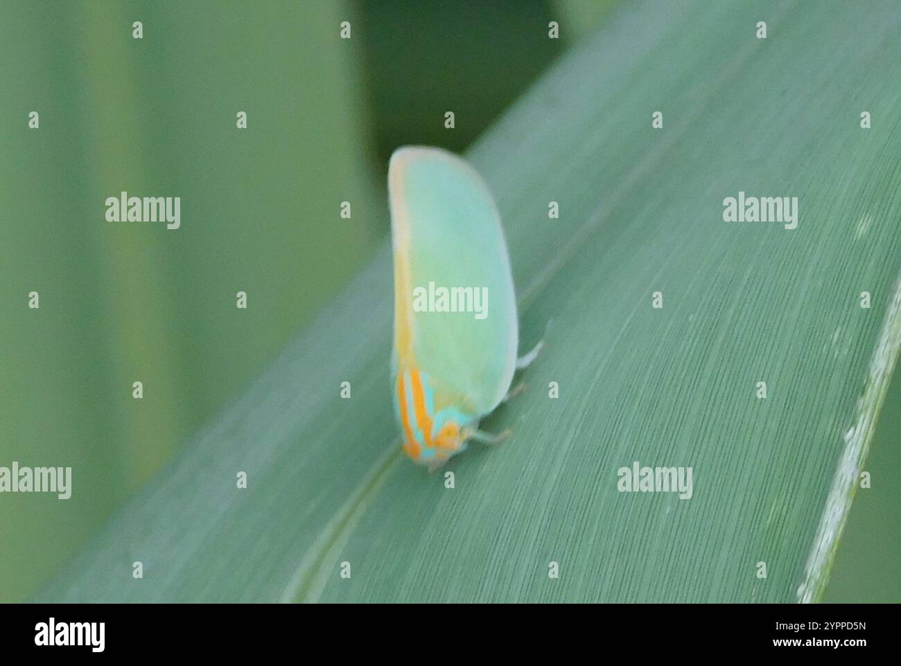 Ormenaria rufifascia hi-res stock photography and images - Alamy