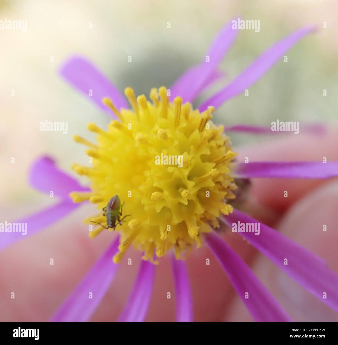 Senecio arenarius hi-res stock photography and images - Alamy