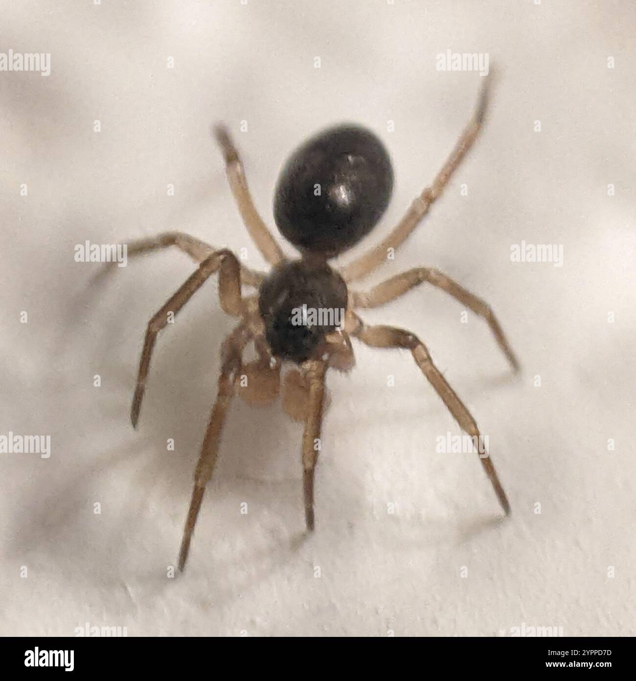 Typical Spiders (Araneomorphae Stock Photo - Alamy