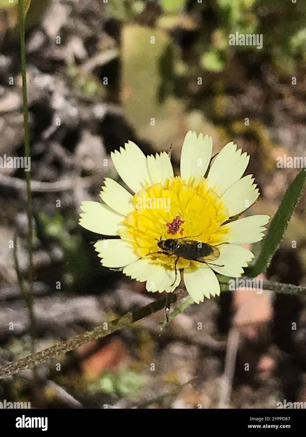 Winged and Once-winged Insects (Pterygota Stock Photo - Alamy