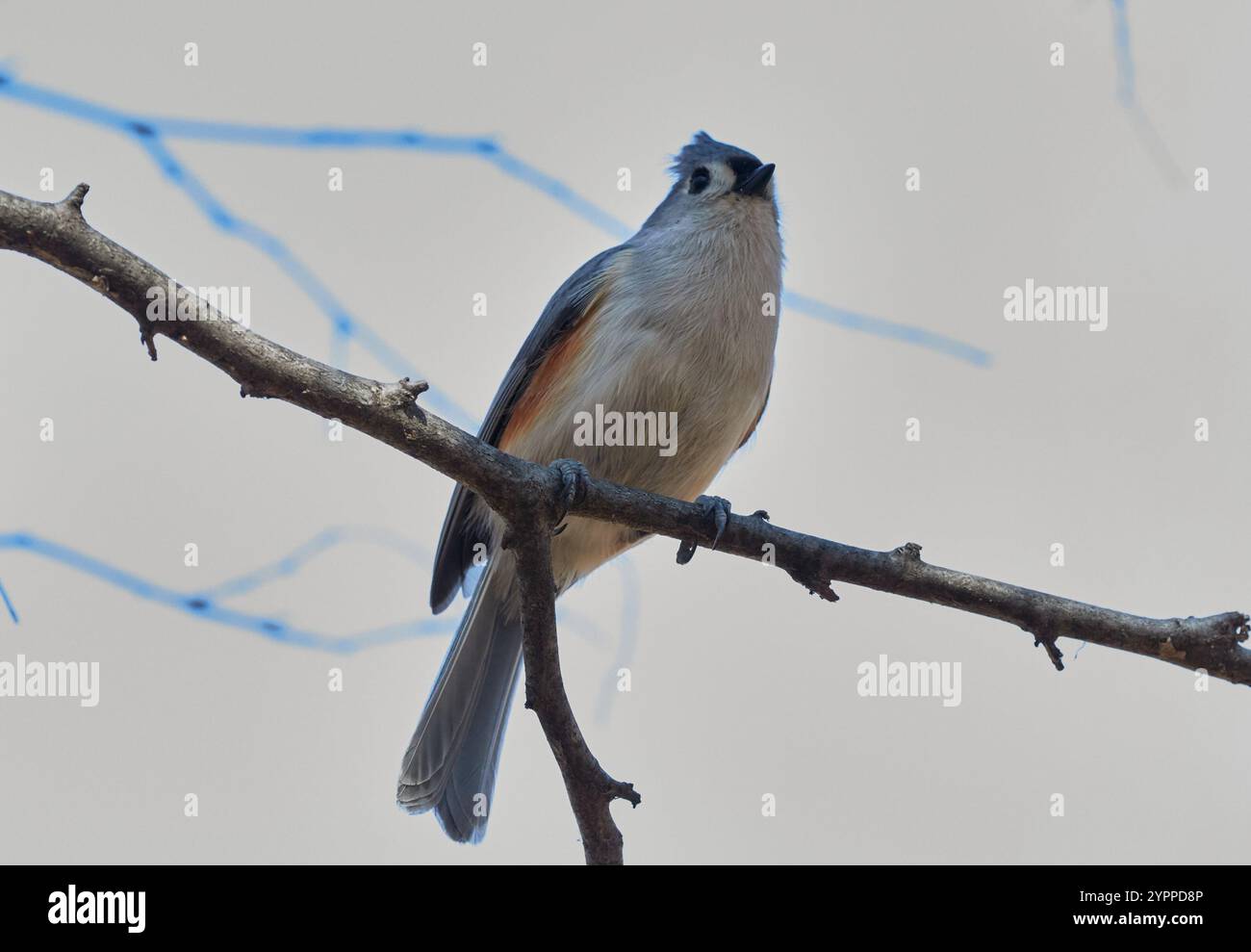Tufted Titmouse (Baeolophus bicolor Stock Photo - Alamy