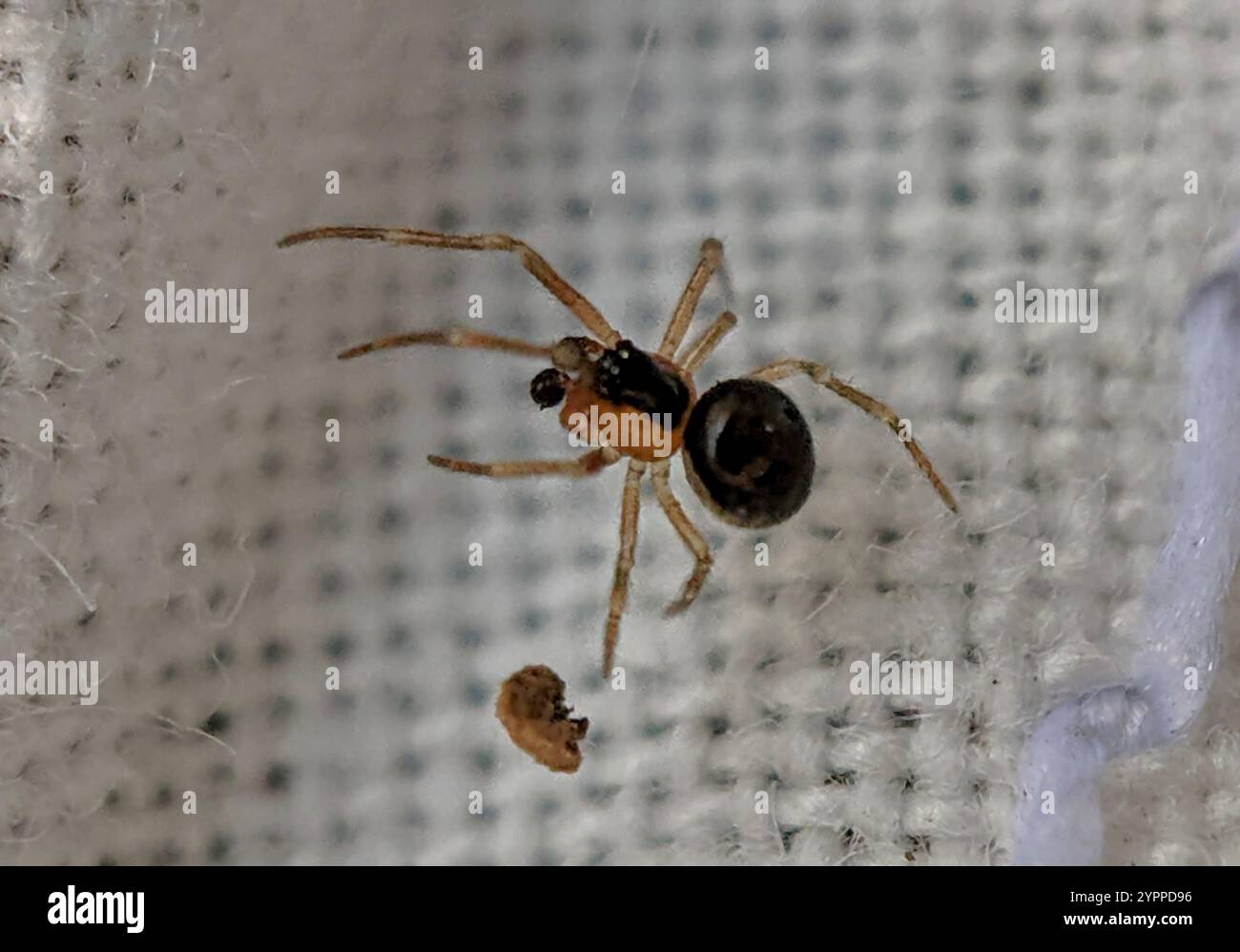 Sputnik Spider (Paidiscura pallens Stock Photo - Alamy