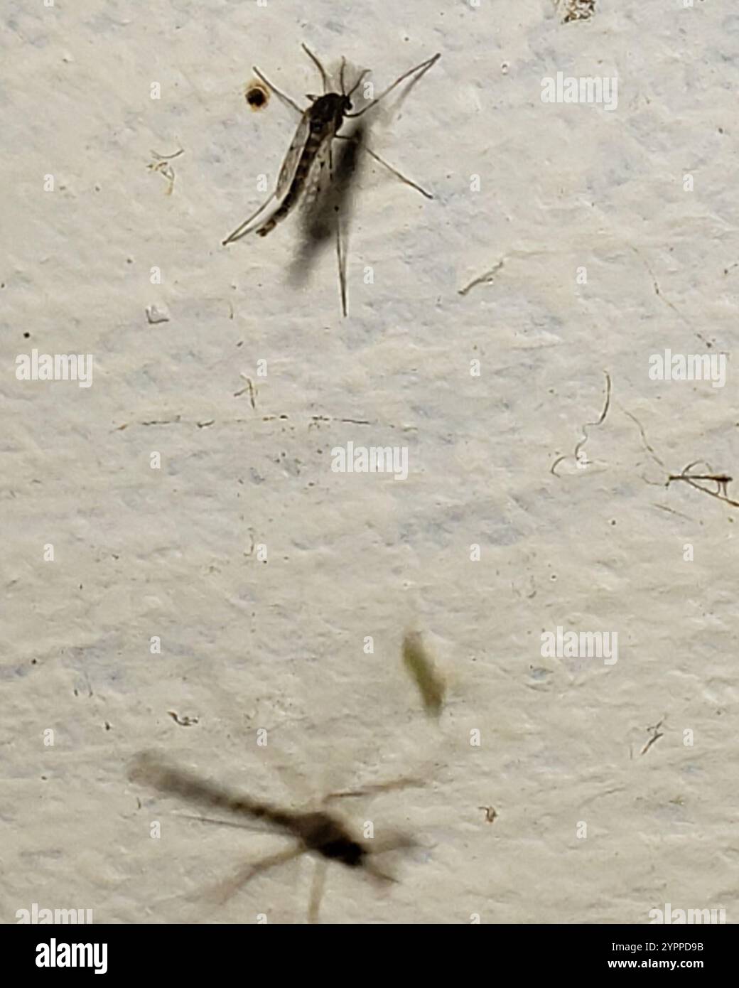 Non-biting Midges (Chironomidae Stock Photo - Alamy