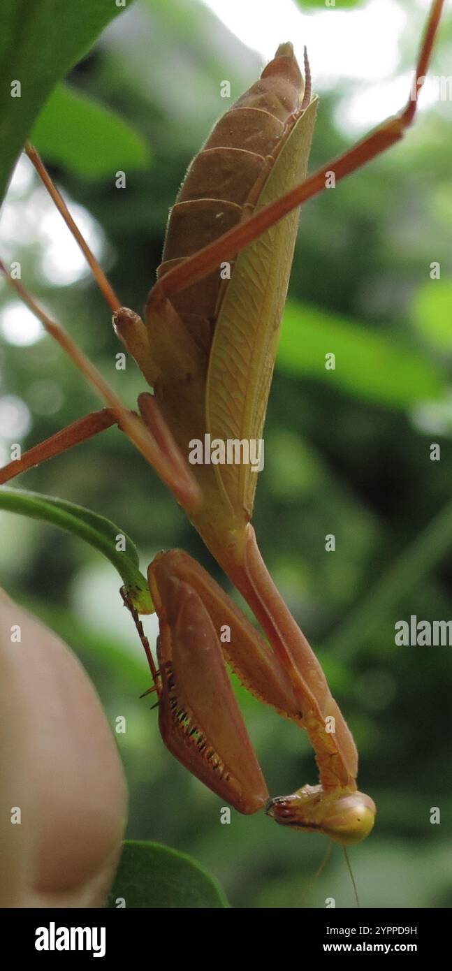 South African Mantis (Miomantis caffra Stock Photo - Alamy
