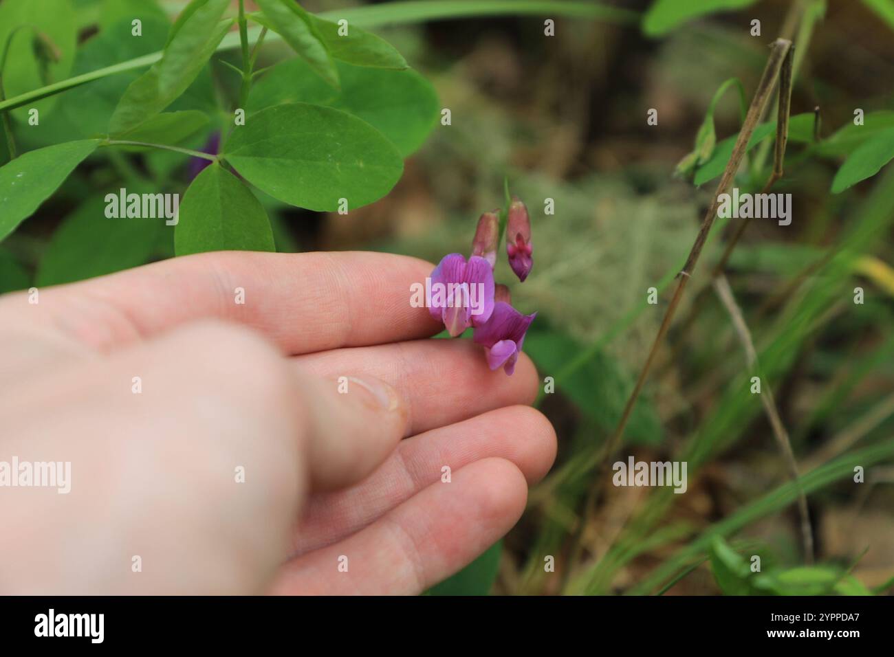 Sierra Nevada Peavine (Lathyrus nevadensis Stock Photo - Alamy