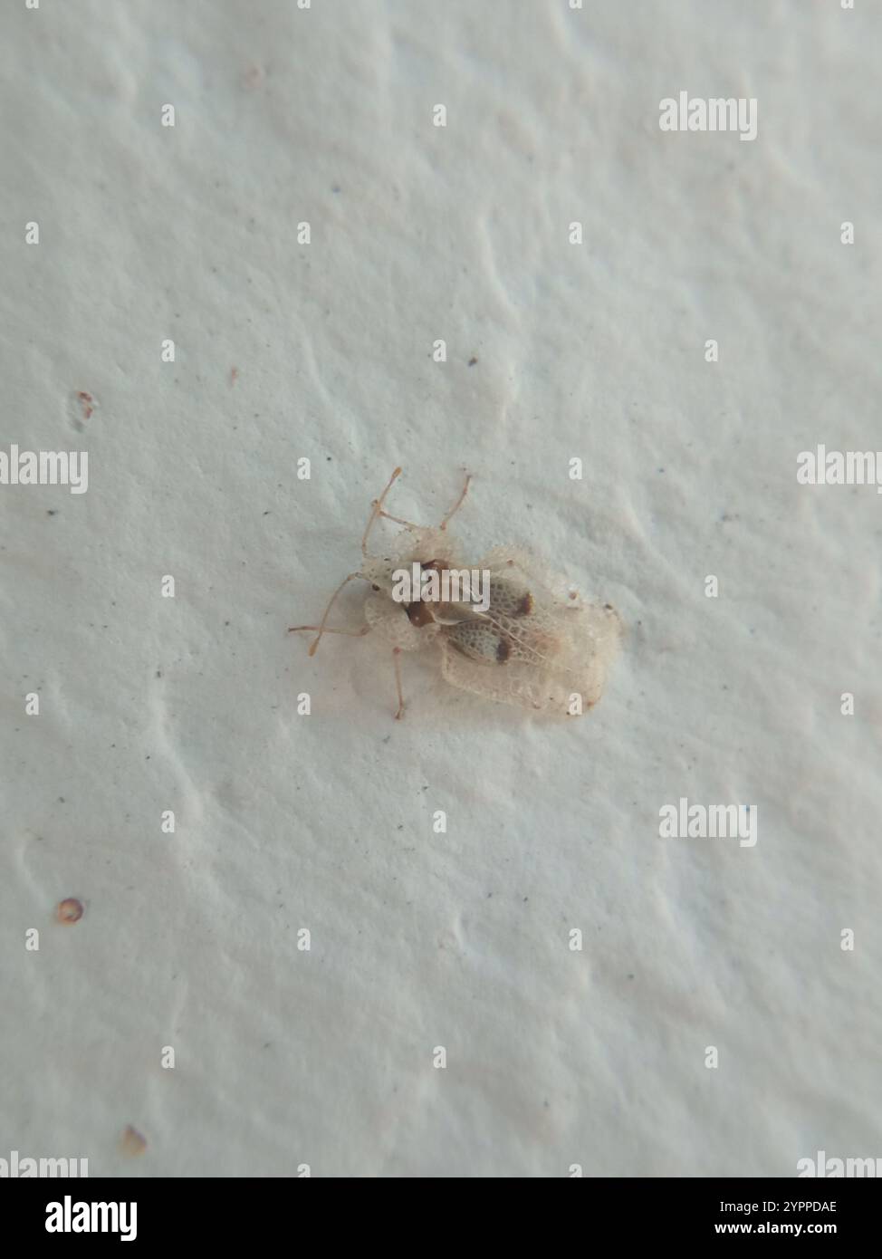 Eastern Sycamore Lace Bug (Corythucha ciliata Stock Photo - Alamy
