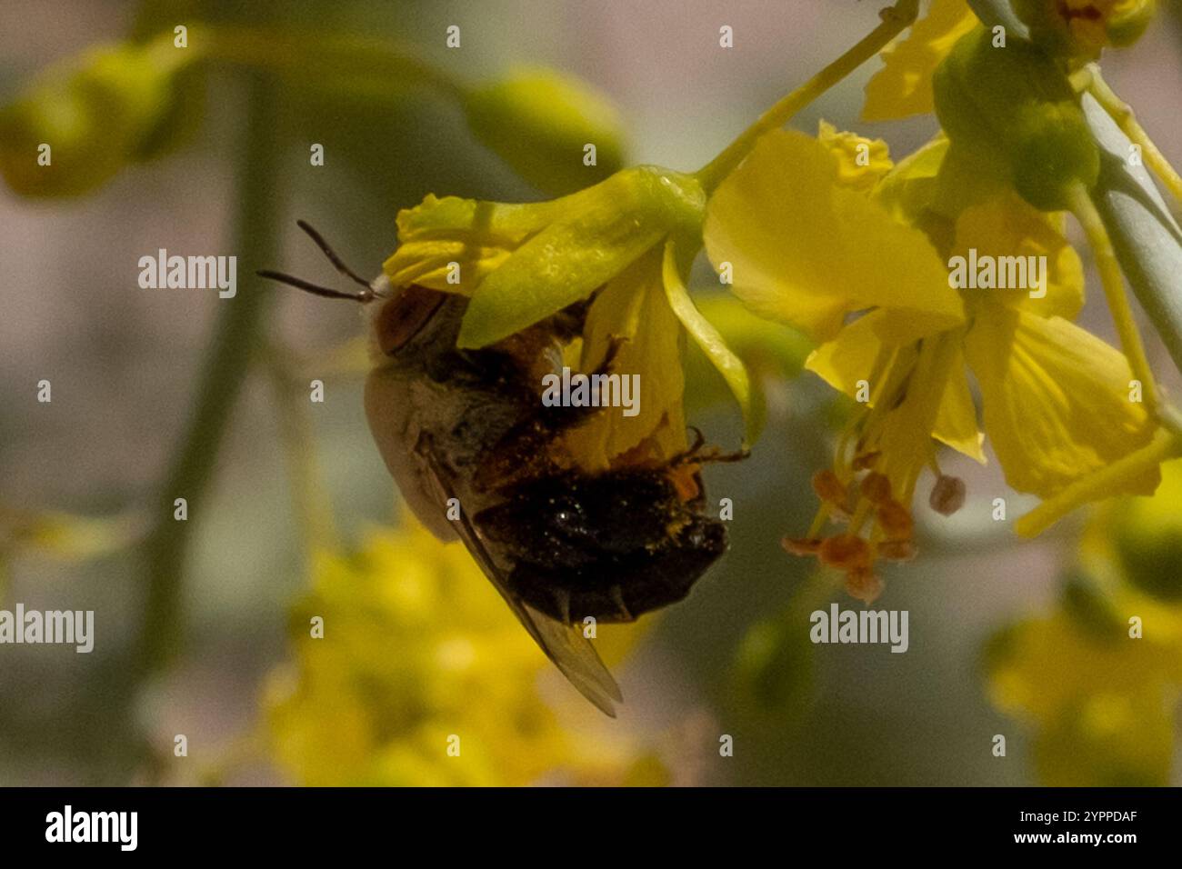 Red-legged Oil-Digger (Centris rhodopus Stock Photo - Alamy
