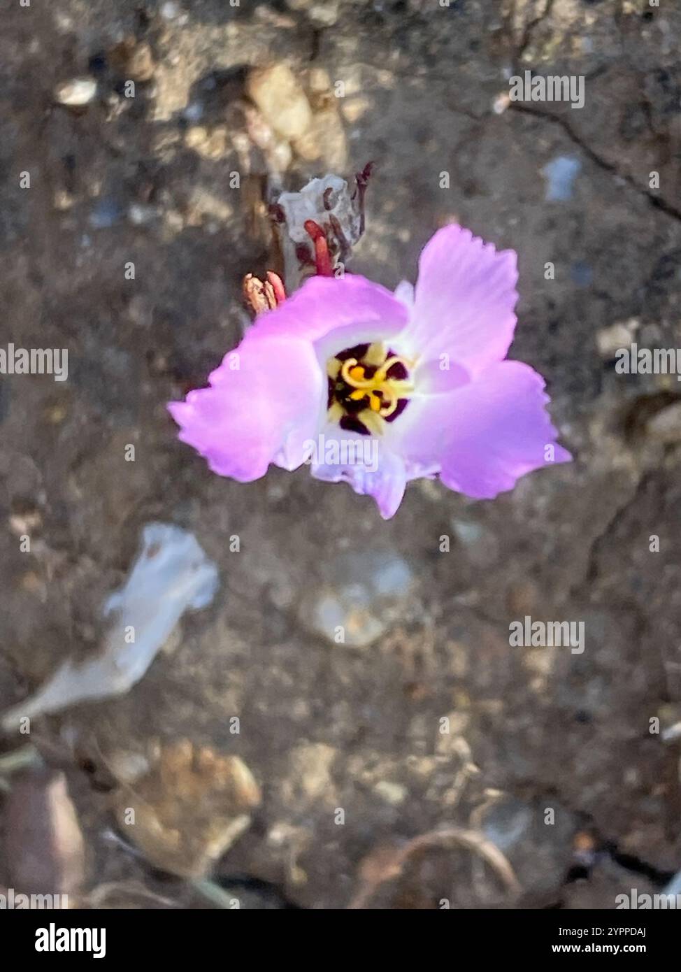 fringed linanthus (Linanthus dianthiflorus Stock Photo - Alamy
