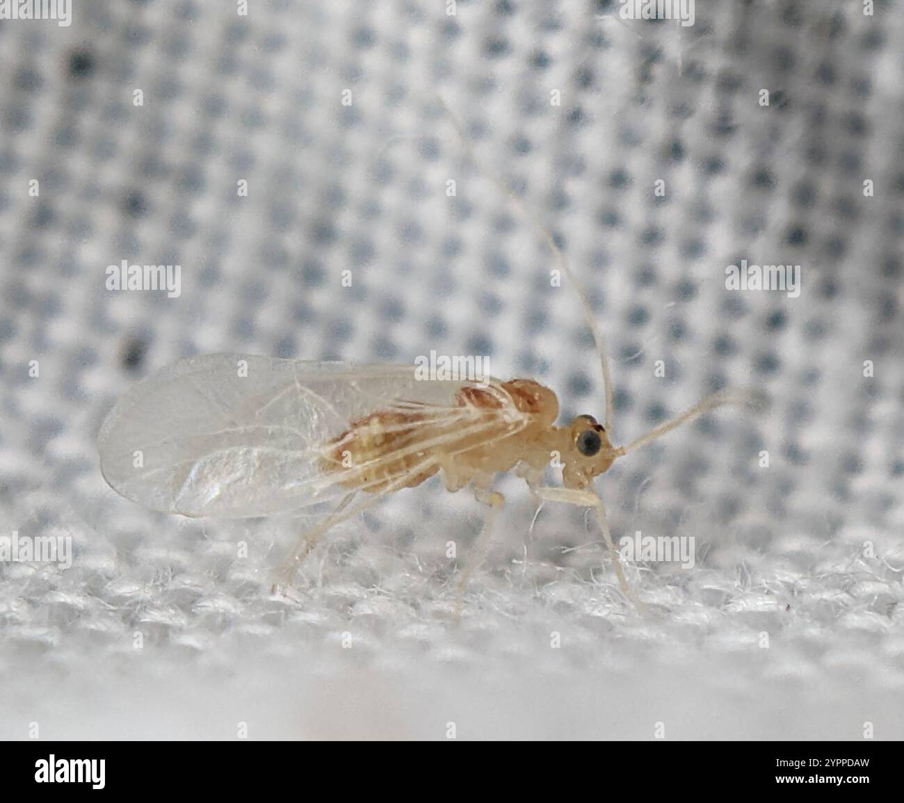 Stenopsocus hi-res stock photography and images - Alamy