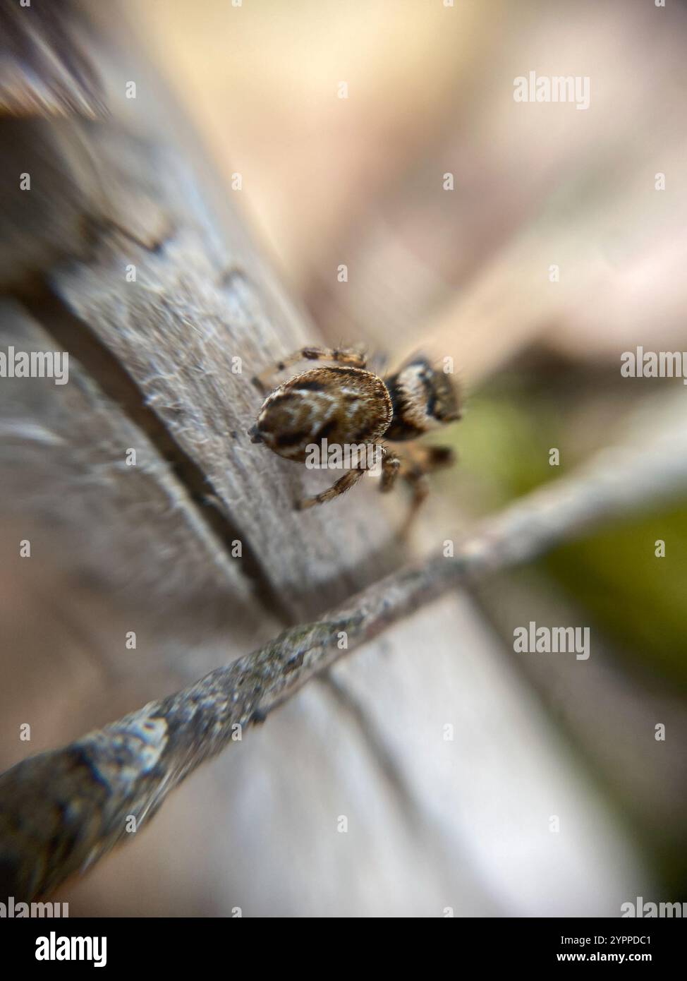 Woodland Jumping Spider (Evarcha falcata Stock Photo - Alamy