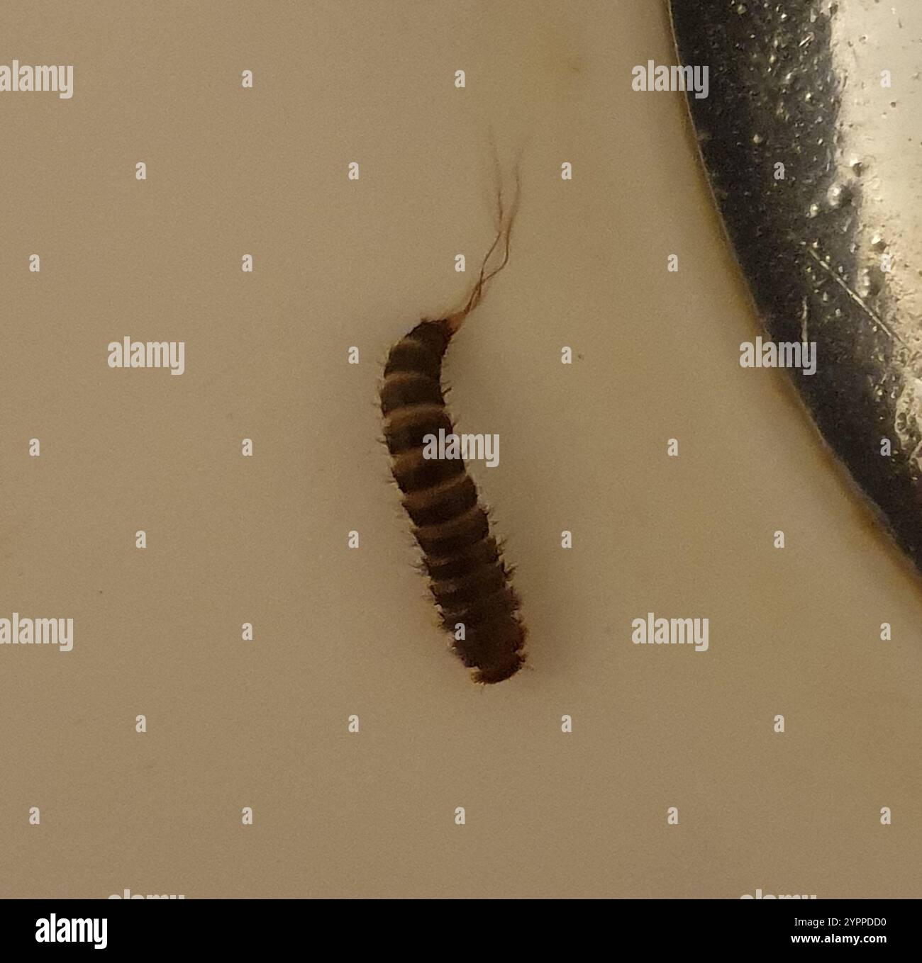 Black Carpet Beetles (Attagenus Stock Photo - Alamy