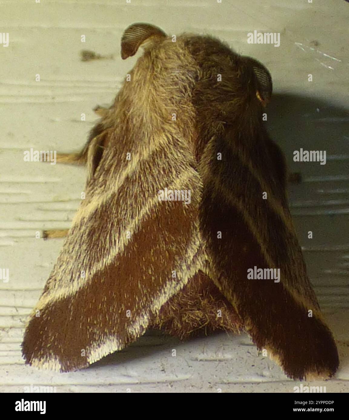 Eastern Tent Caterpillar Moth (Malacosoma americana Stock Photo - Alamy