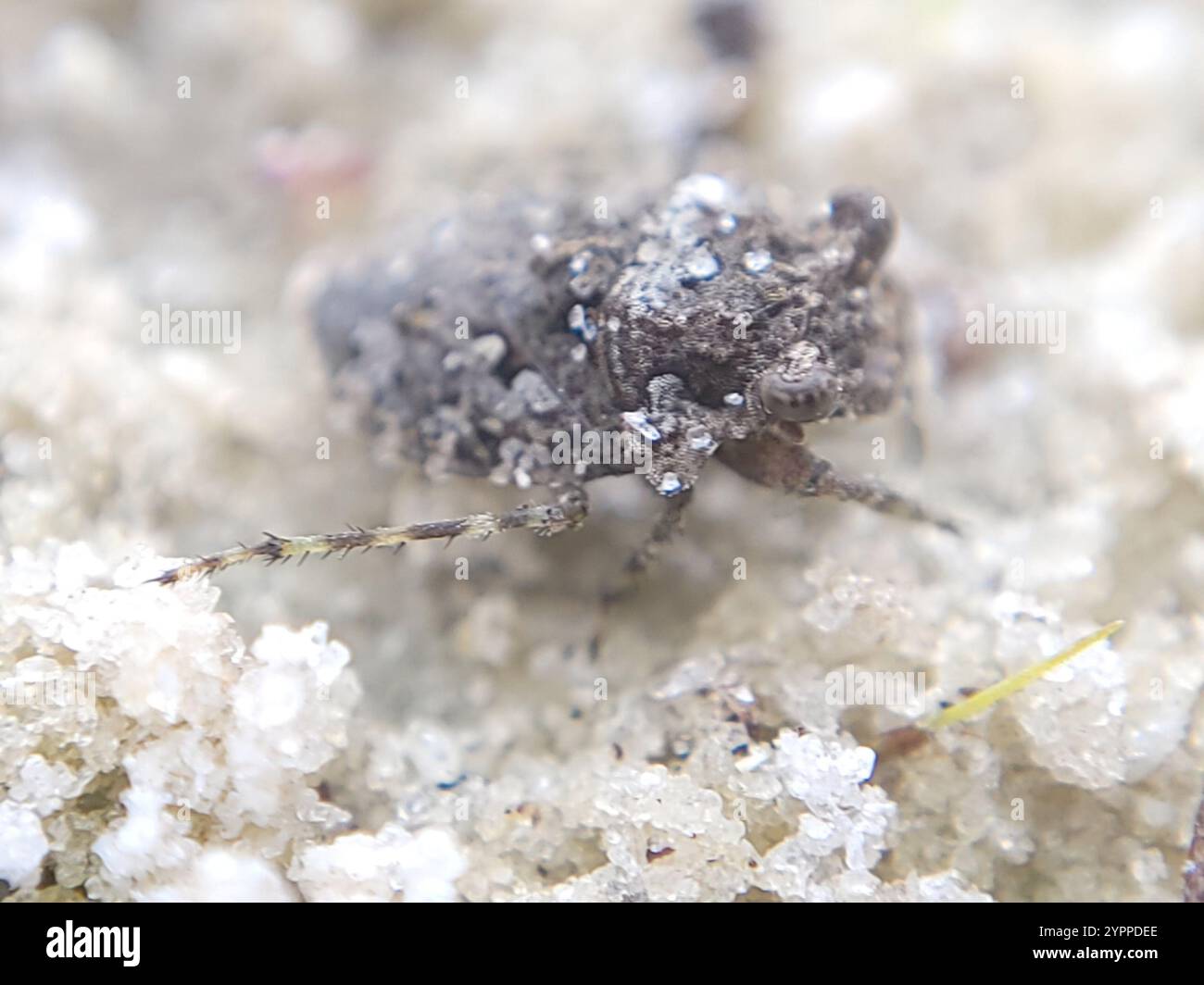 Big-eyed Toad Bug (Gelastocoris oculatus Stock Photo - Alamy