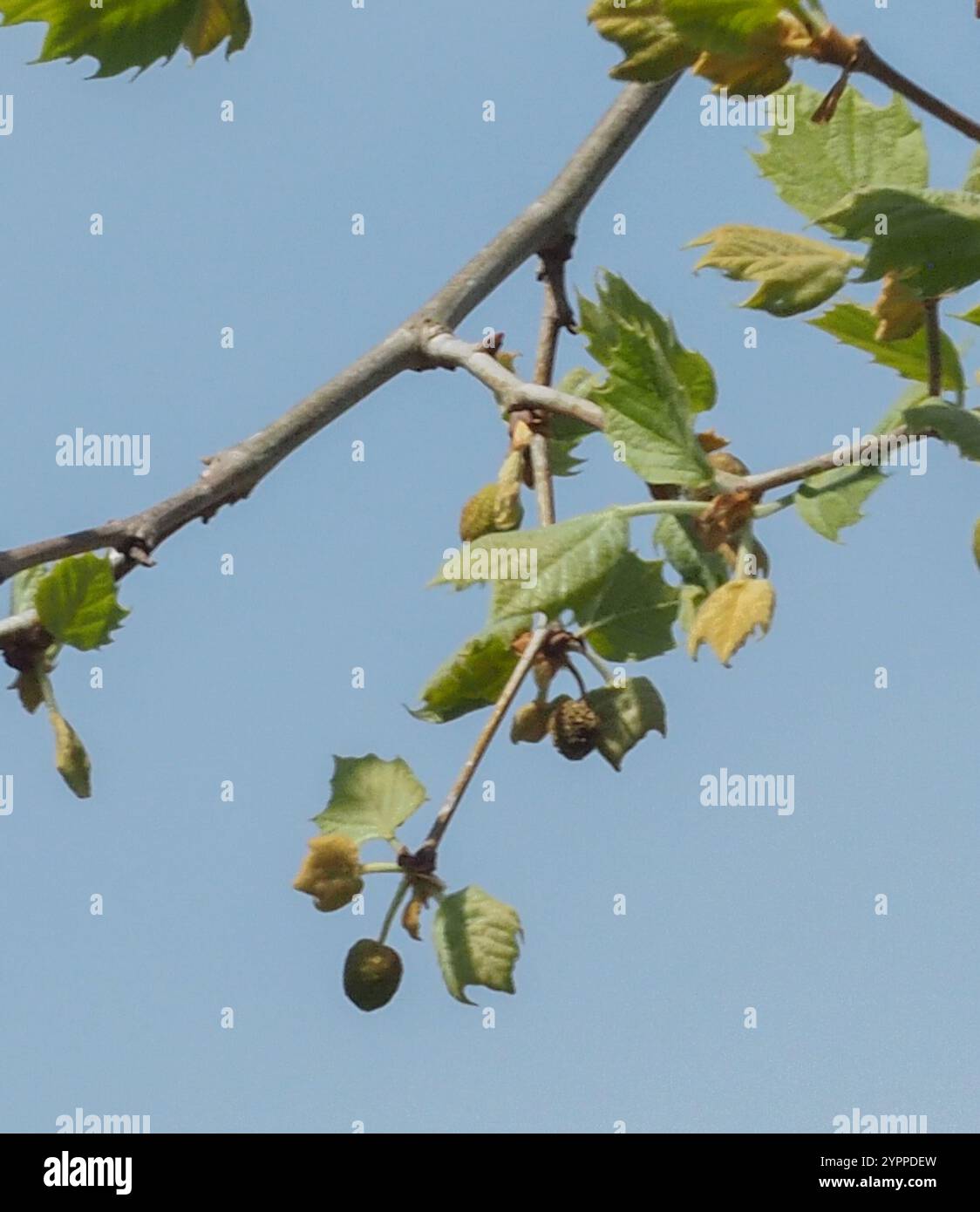 American sycamore (Platanus occidentalis Stock Photo - Alamy