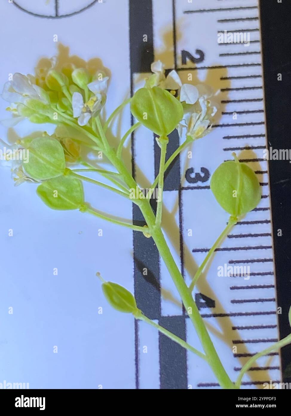 desert pepperweed (Lepidium fremontii Stock Photo - Alamy
