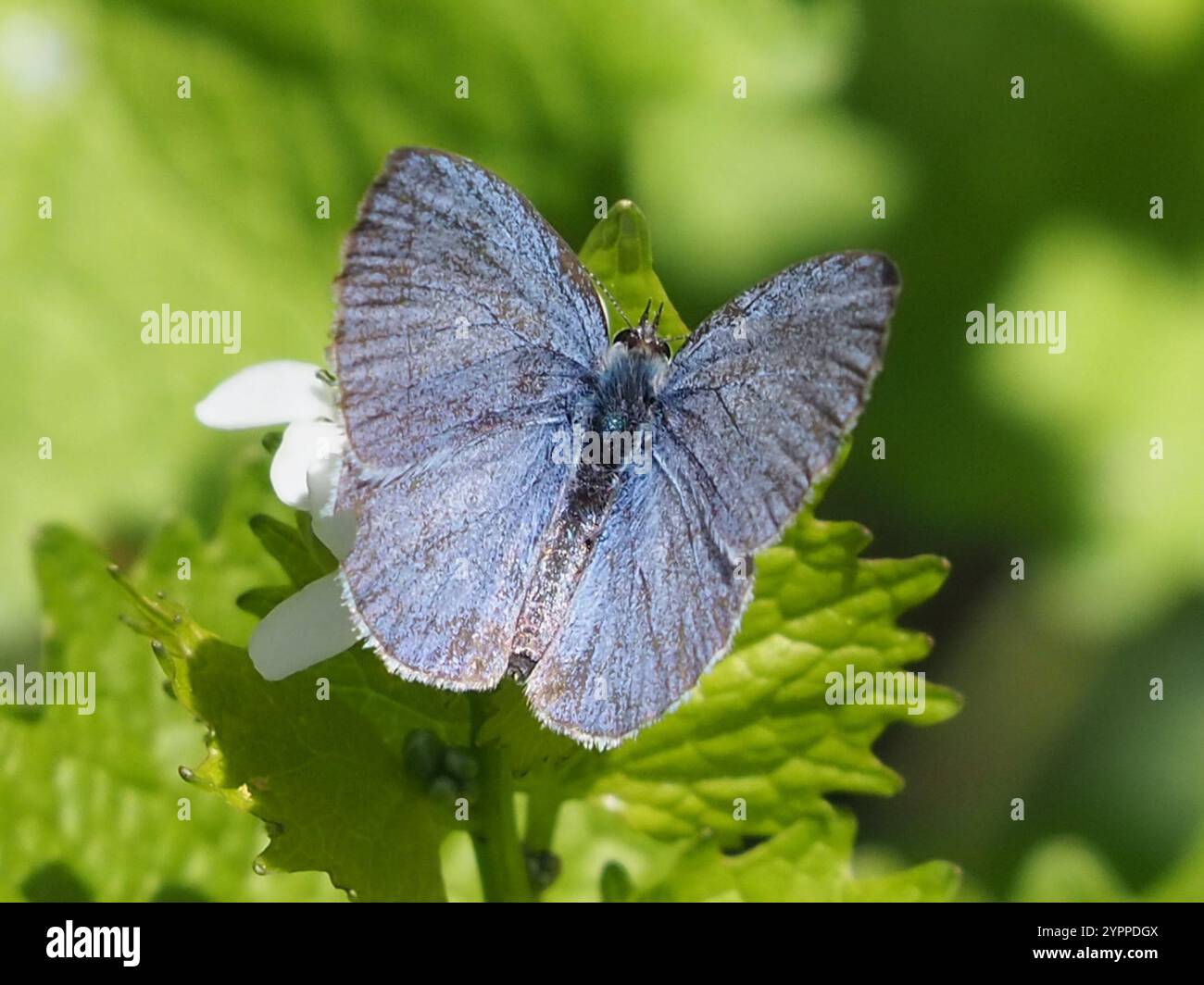 Northern Azure (Celastrina lucia Stock Photo - Alamy