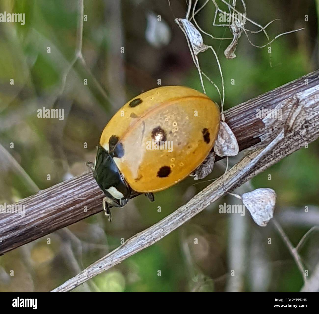 Seven-spotted Lady Beetle (Coccinella septempunctata Stock Photo - Alamy