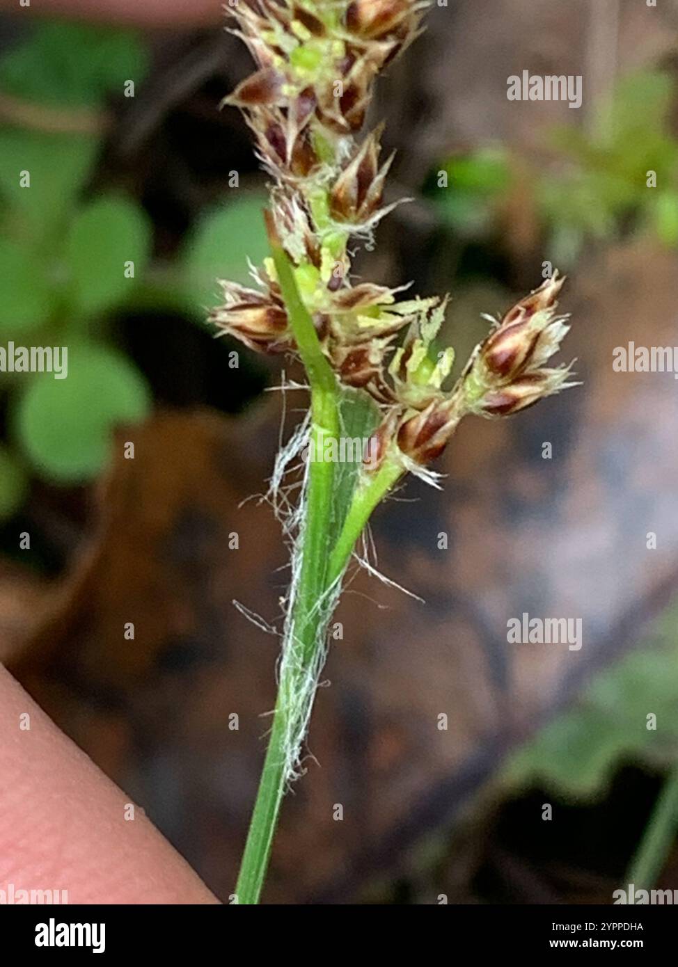 Pacific Woodrush (Luzula comosa Stock Photo - Alamy