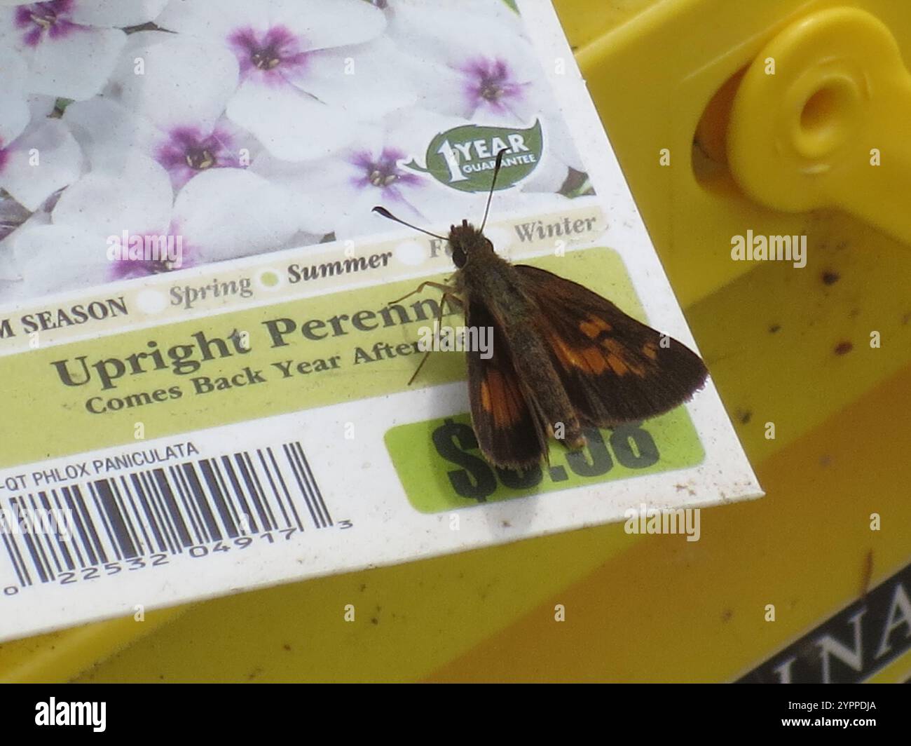 Broad-winged Skipper (Poanes viator Stock Photo - Alamy