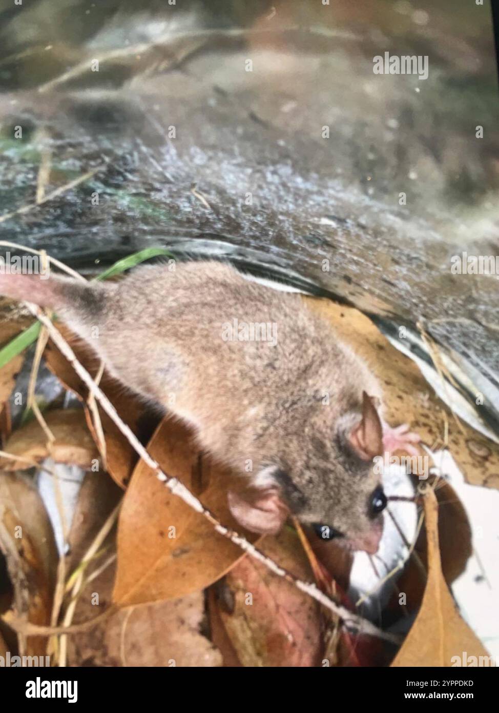 Eastern Pygmy Possum (Cercartetus nana Stock Photo - Alamy