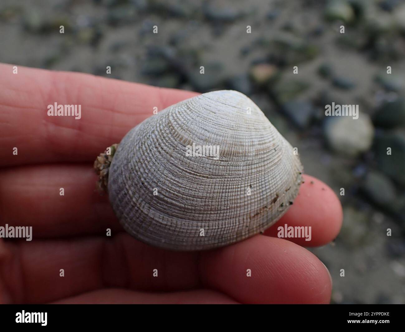 Ruditapes philippinarum hi-res stock photography and images - Alamy