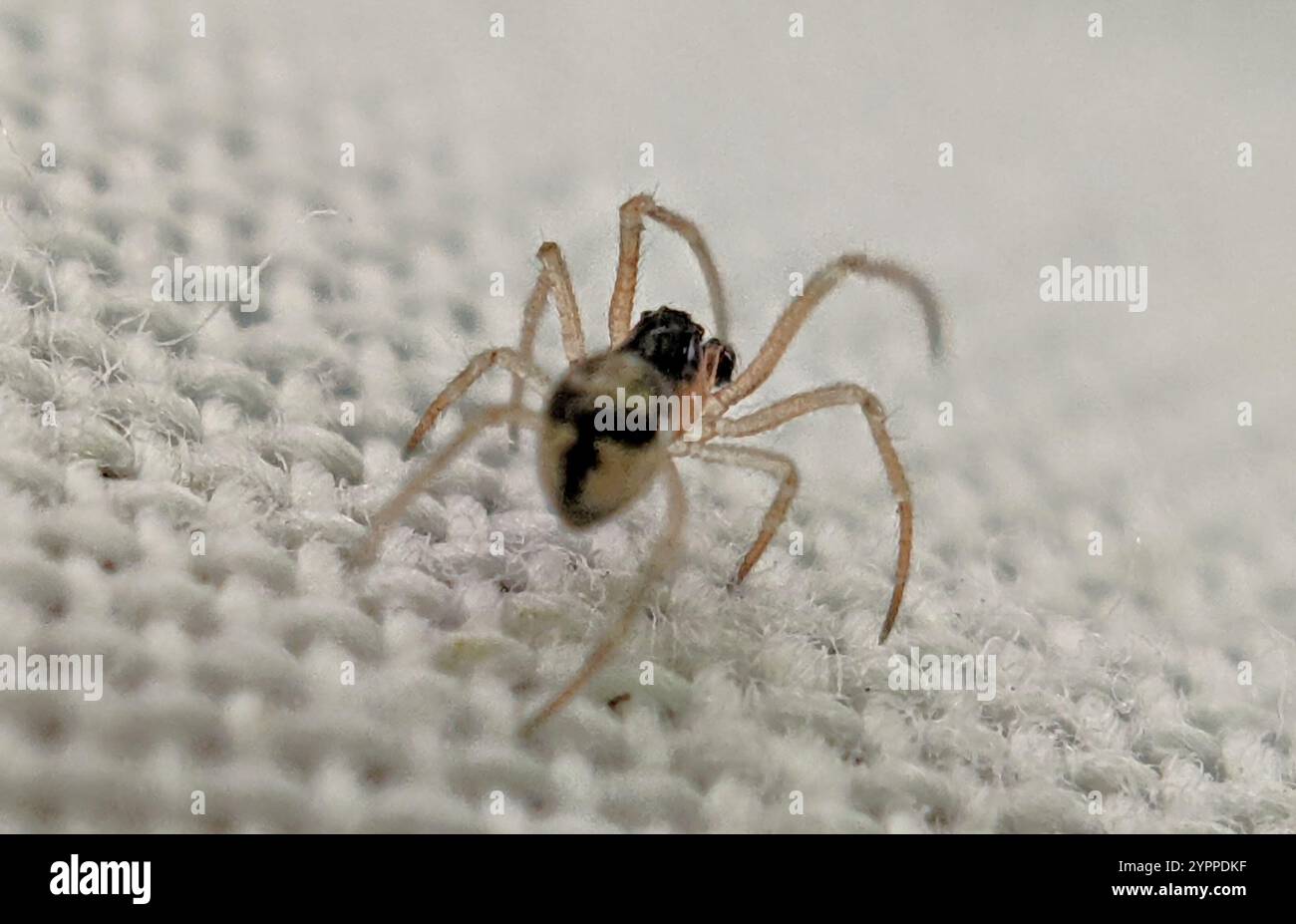 Sputnik Spider (Paidiscura pallens Stock Photo - Alamy