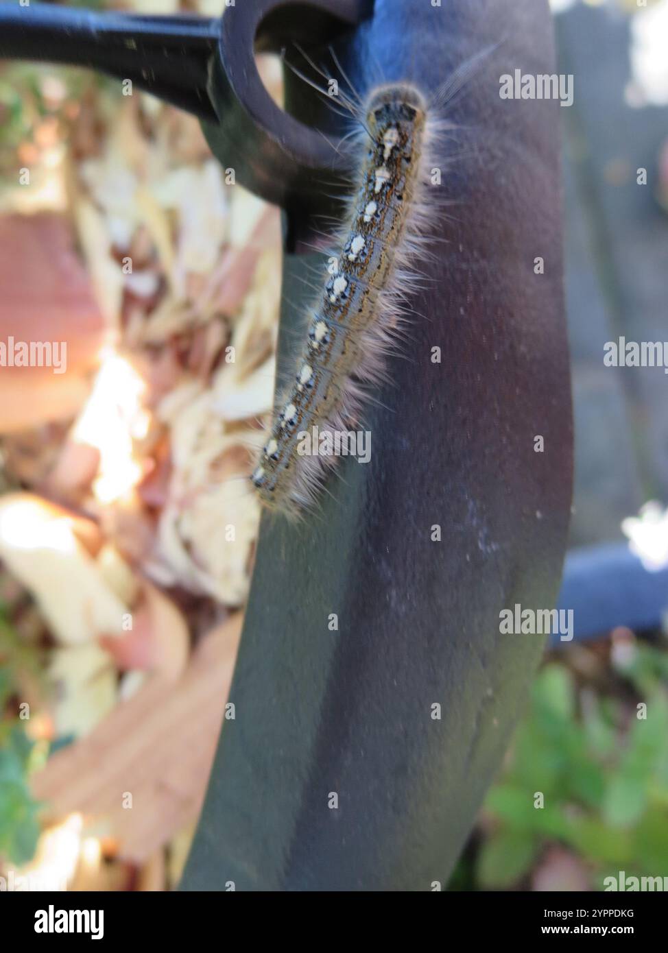 Forest Tent Caterpillar Moth (Malacosoma disstria Stock Photo - Alamy