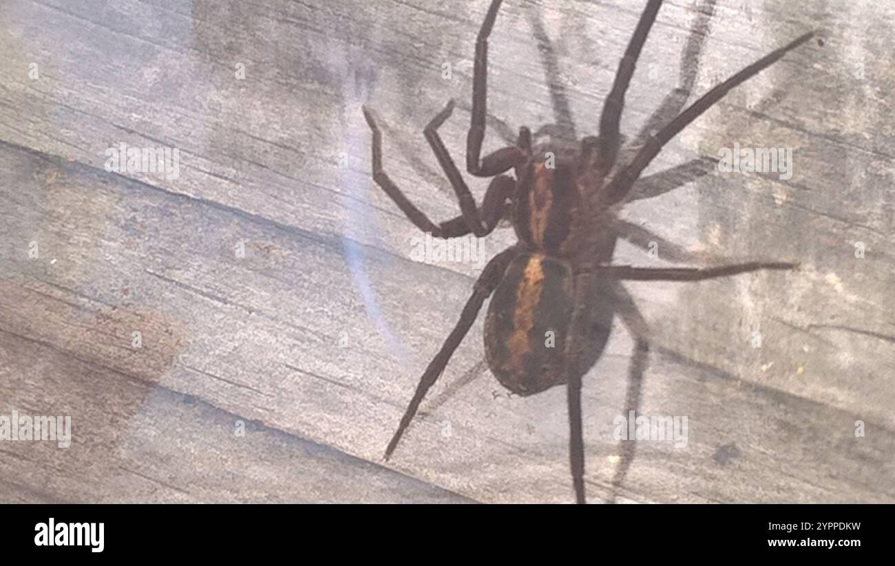 Tropical Wandering Spiders (Ctenus Stock Photo - Alamy