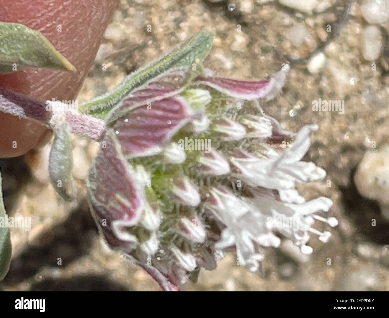 Flaxleaf hi-res stock photography and images - Alamy