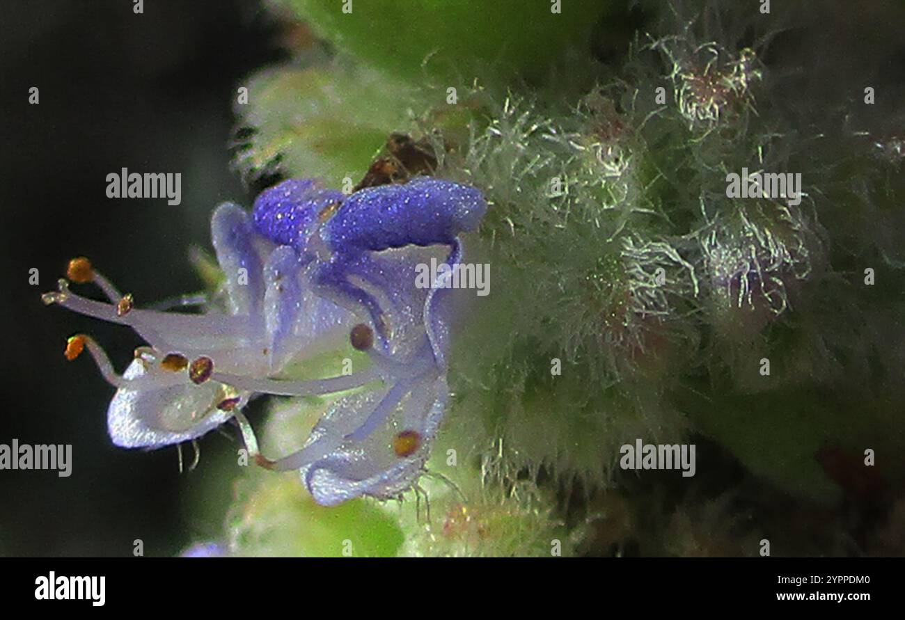 Camphor Spurflower (Coleus cylindraceus Stock Photo - Alamy