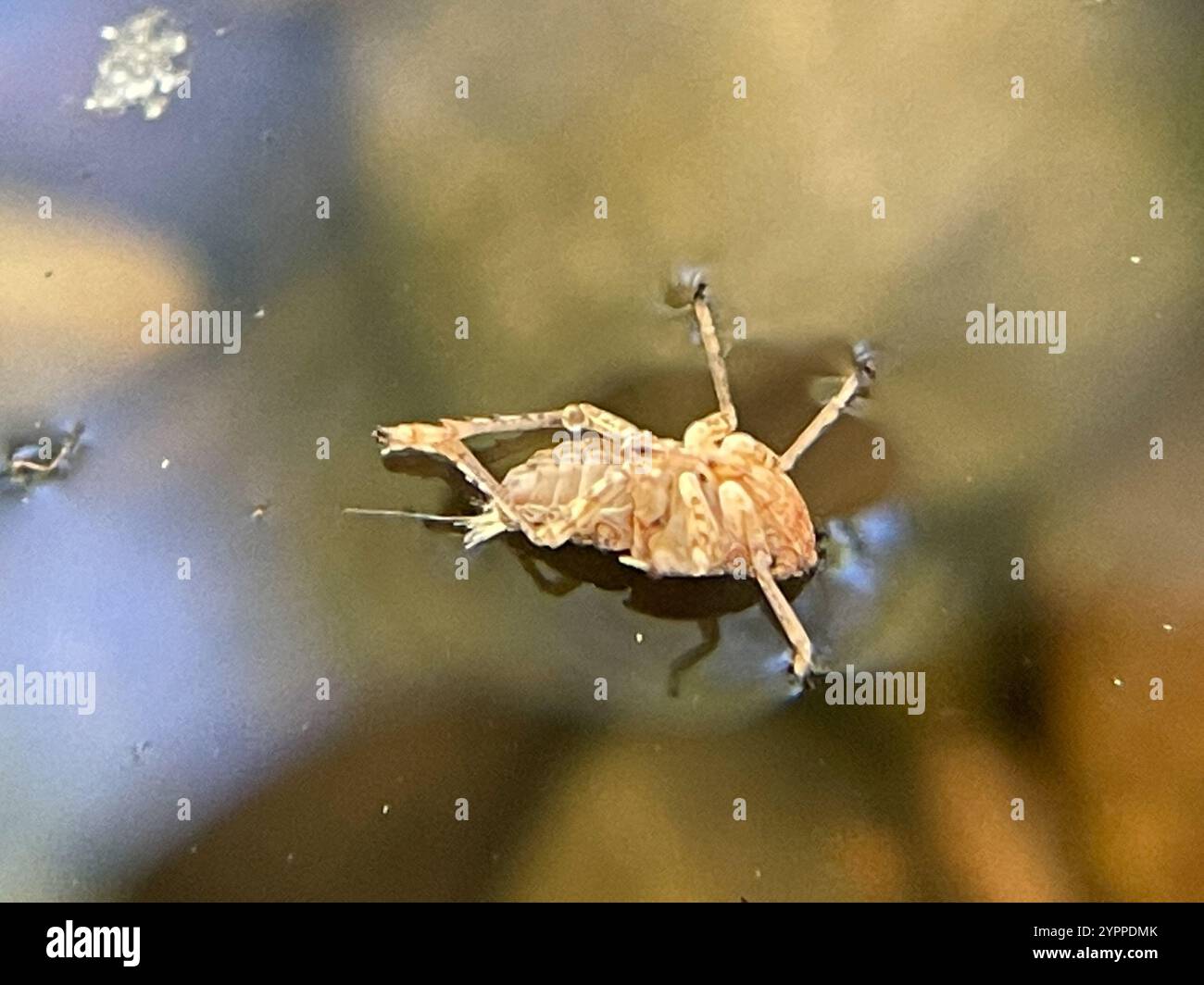 True hoppers hi-res stock photography and images - Alamy