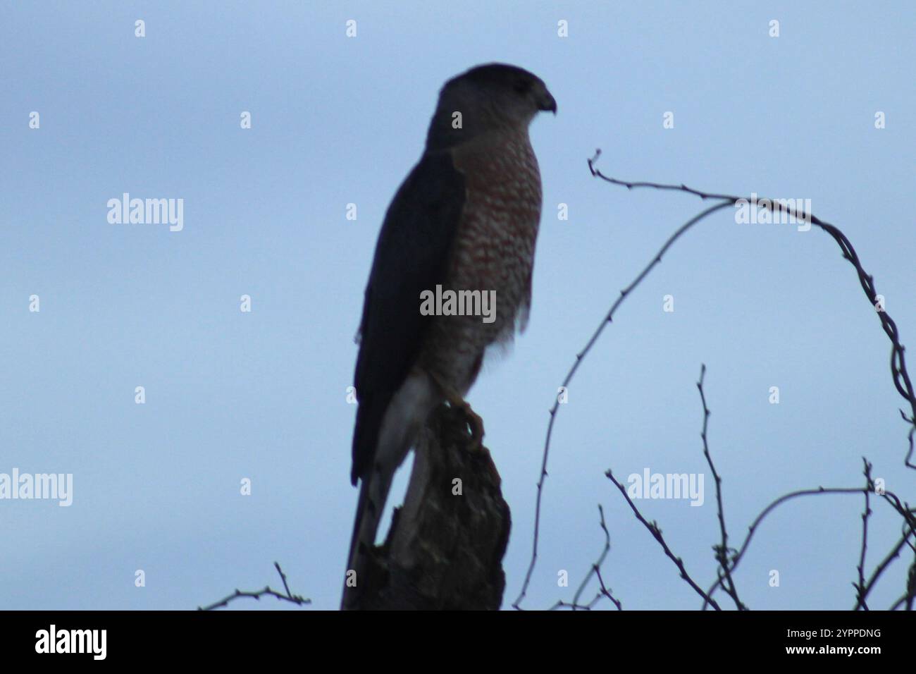 Cooper's Hawk (Astur cooperii Stock Photo - Alamy