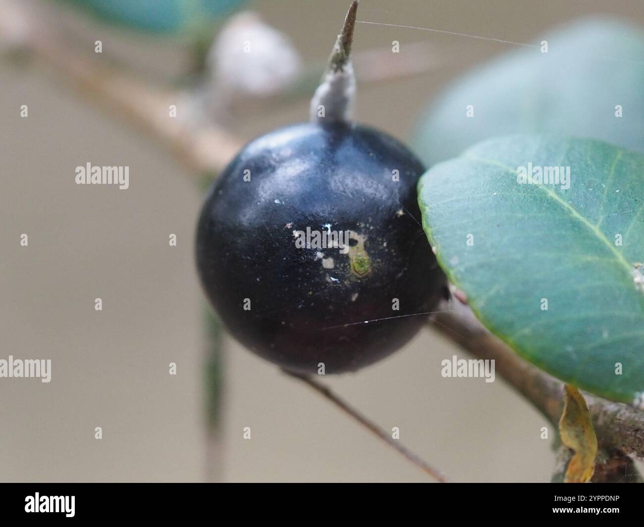Chinese box-orange (Atalantia buxifolia Stock Photo - Alamy