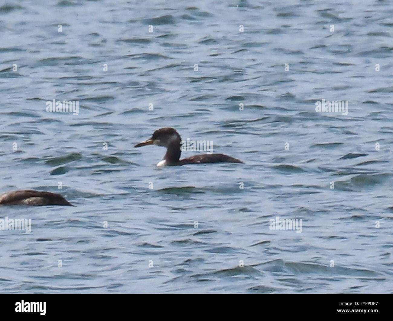 Red-necked Grebe (Podiceps grisegena Stock Photo - Alamy