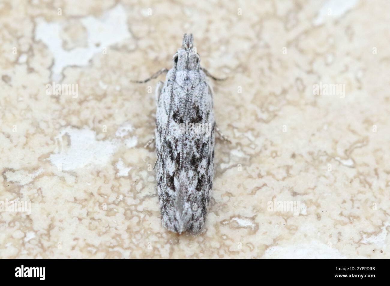 Twirler Moths (Gelechiidae Stock Photo - Alamy