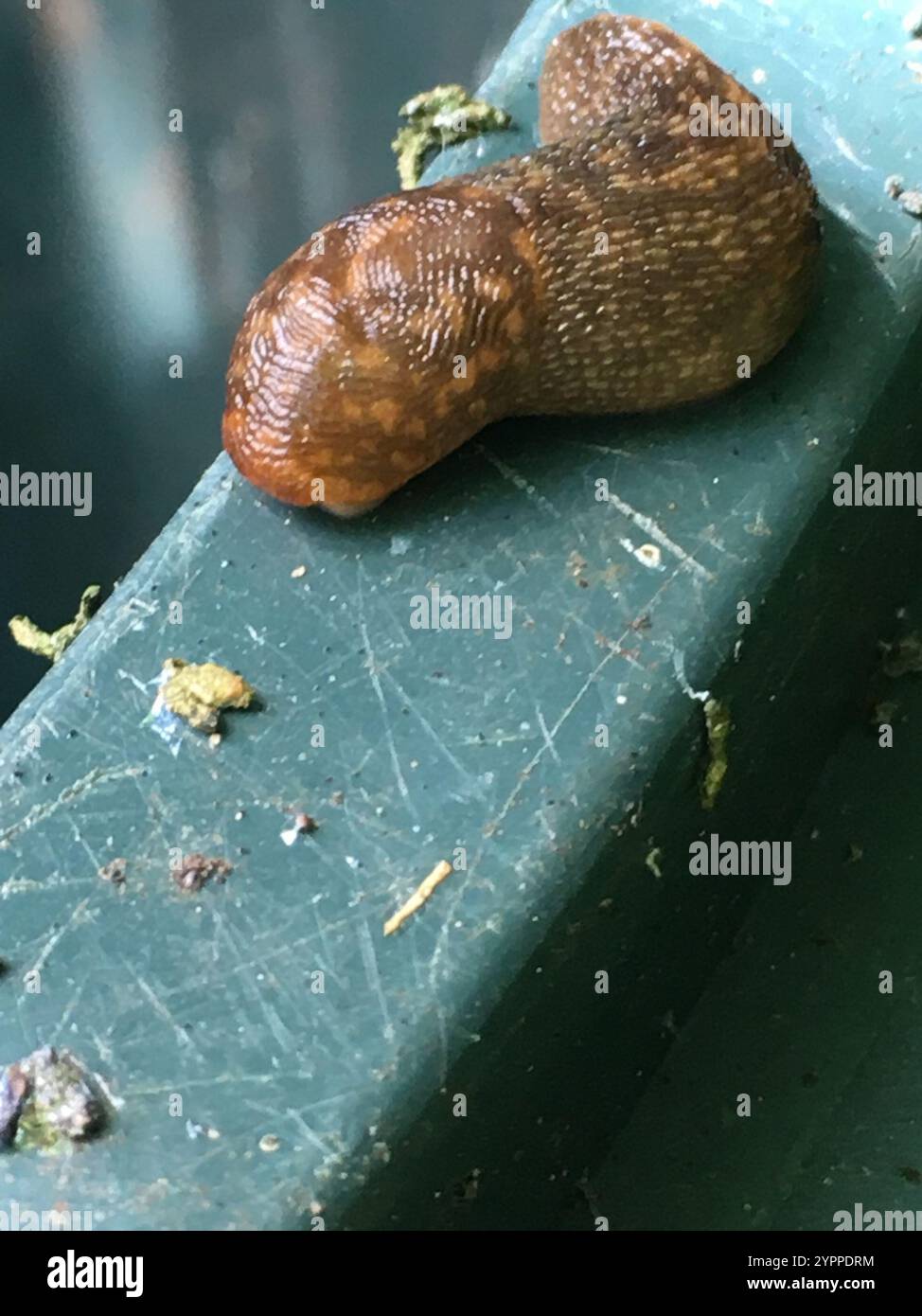 Green cellar slug hi-res stock photography and images - Alamy