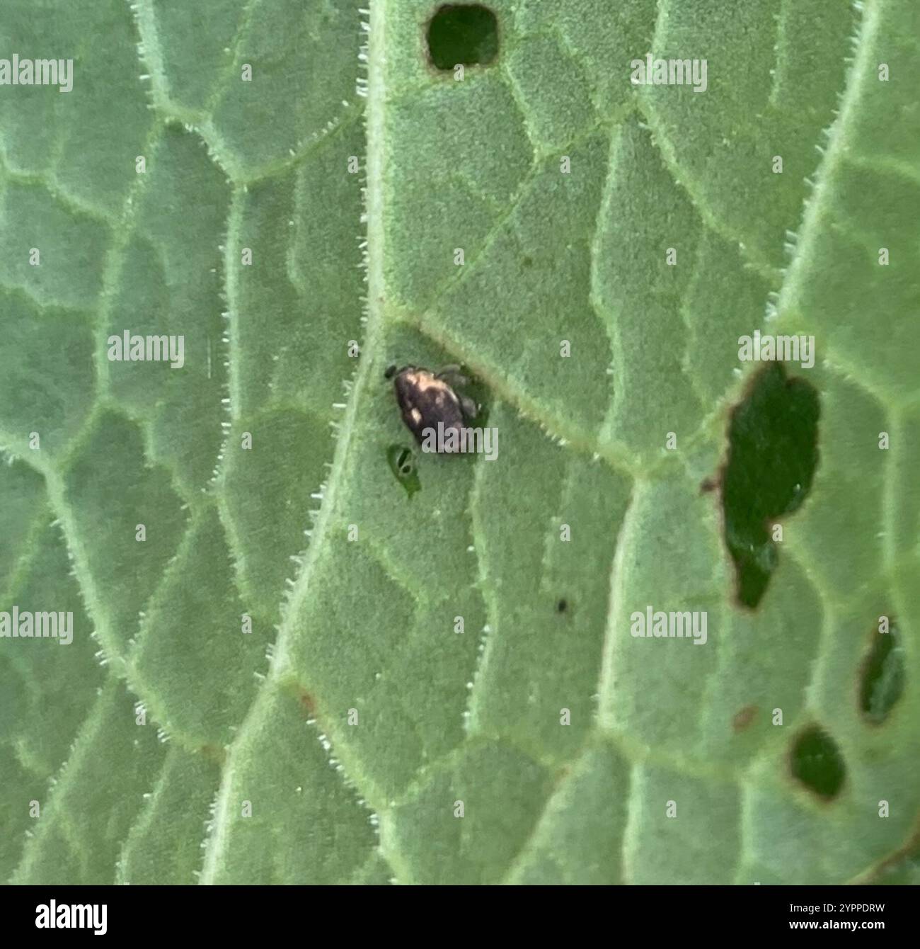 Rhinoncus hi-res stock photography and images - Alamy