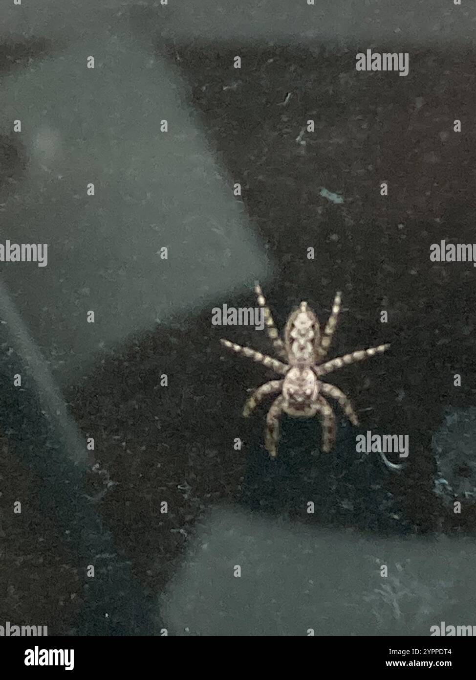 Tan Jumping Spider (Platycryptus undatus Stock Photo - Alamy