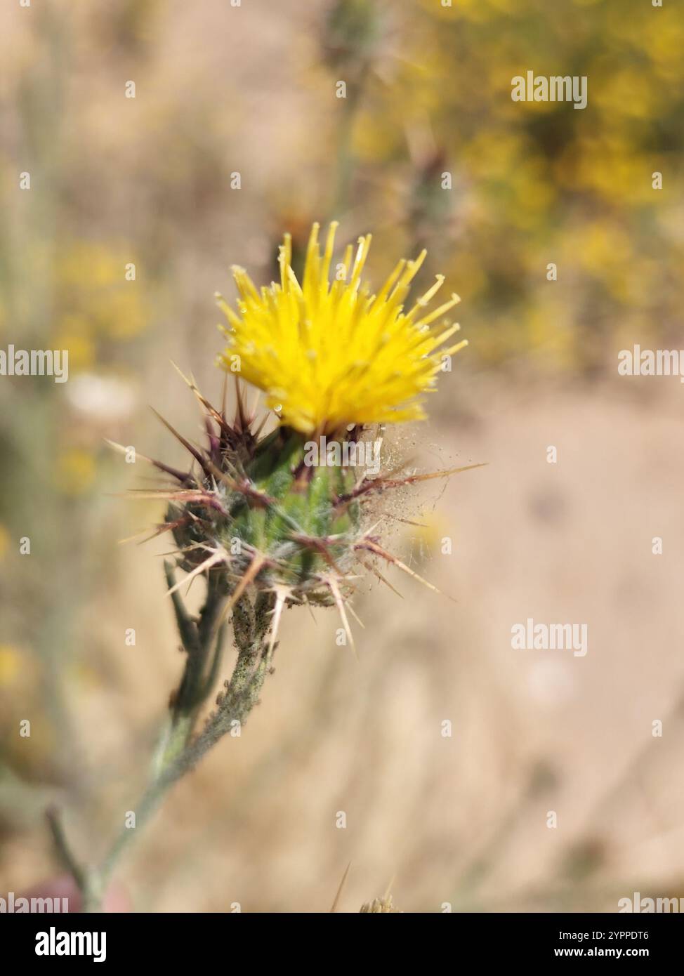 Maltese star-thistle (Centaurea melitensis Stock Photo - Alamy