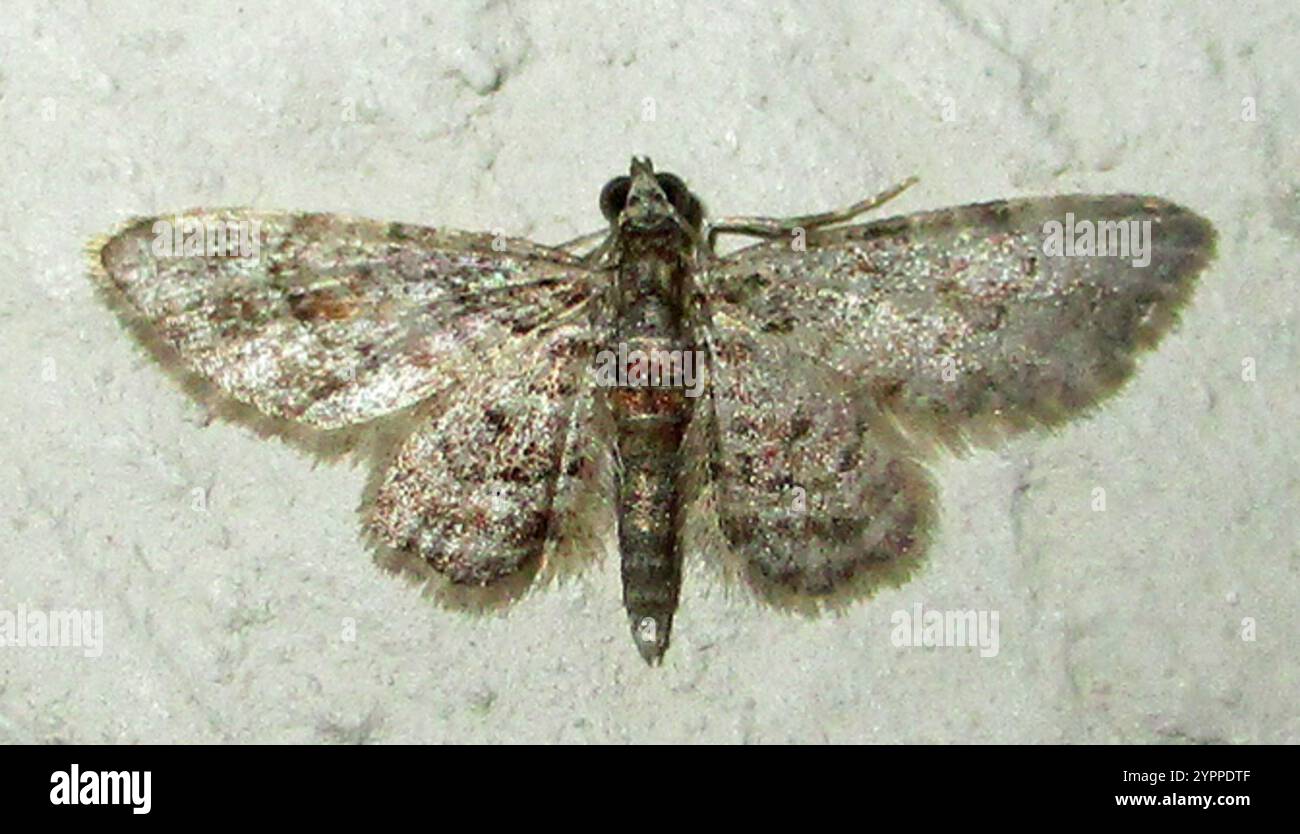 Geometer Moths (Geometridae Stock Photo - Alamy