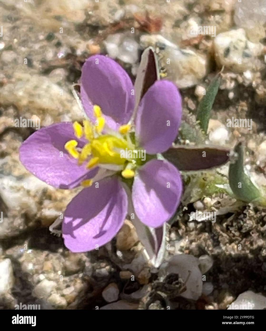 Red Sand Spurrey (Spergularia rubra Stock Photo - Alamy