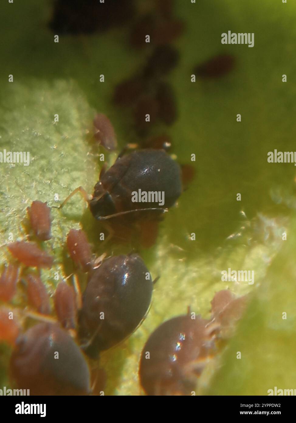 Pyraria hi-res stock photography and images - Alamy