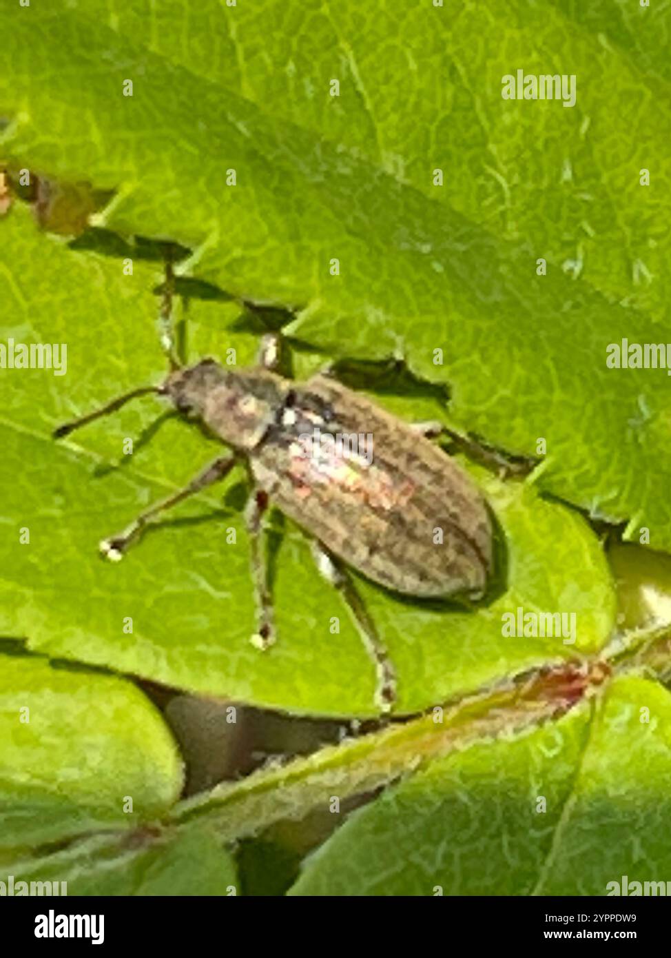 Common Leaf Weevil (Phyllobius pyri Stock Photo - Alamy