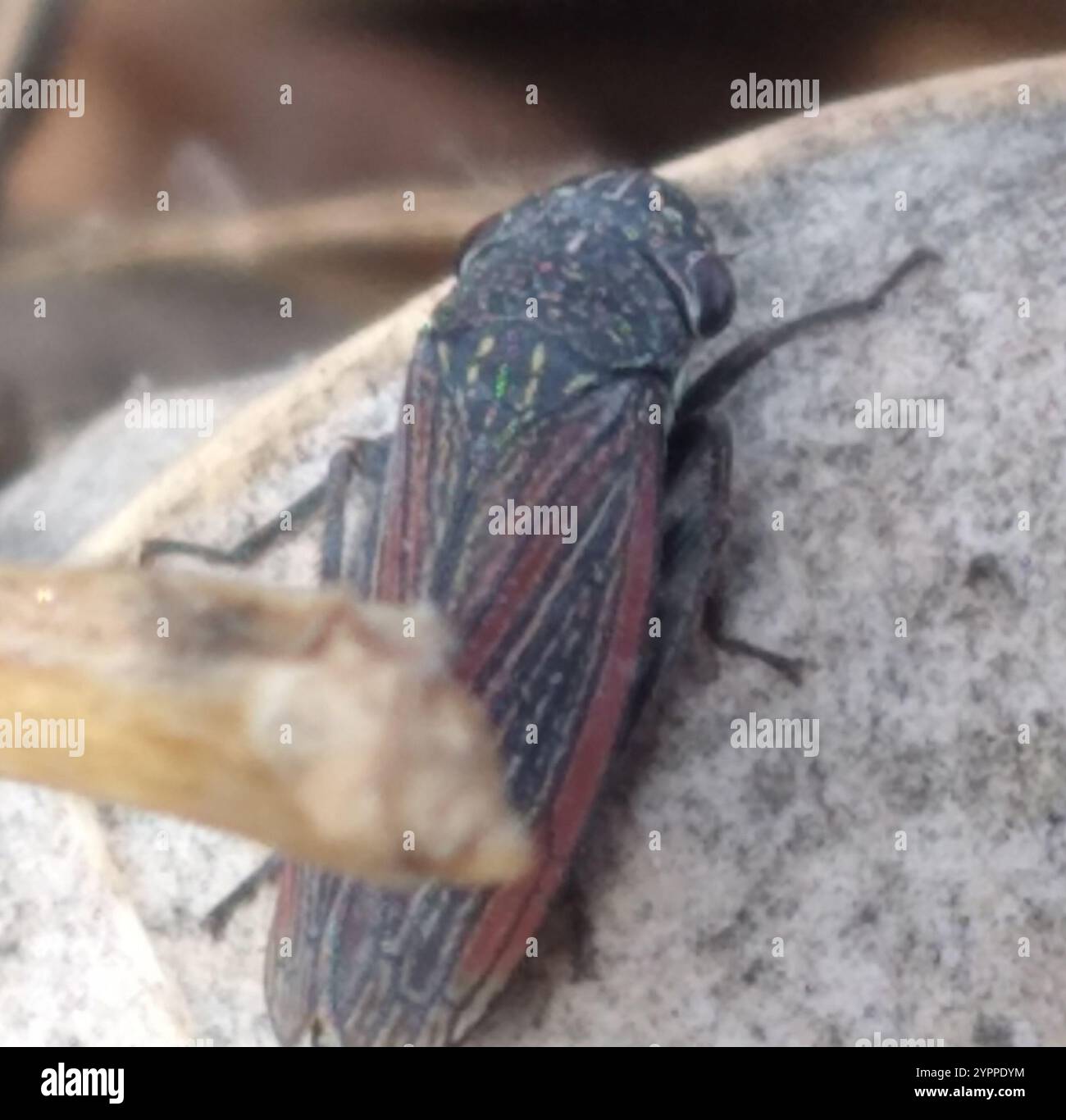 Striped leafhopper hi-res stock photography and images - Alamy